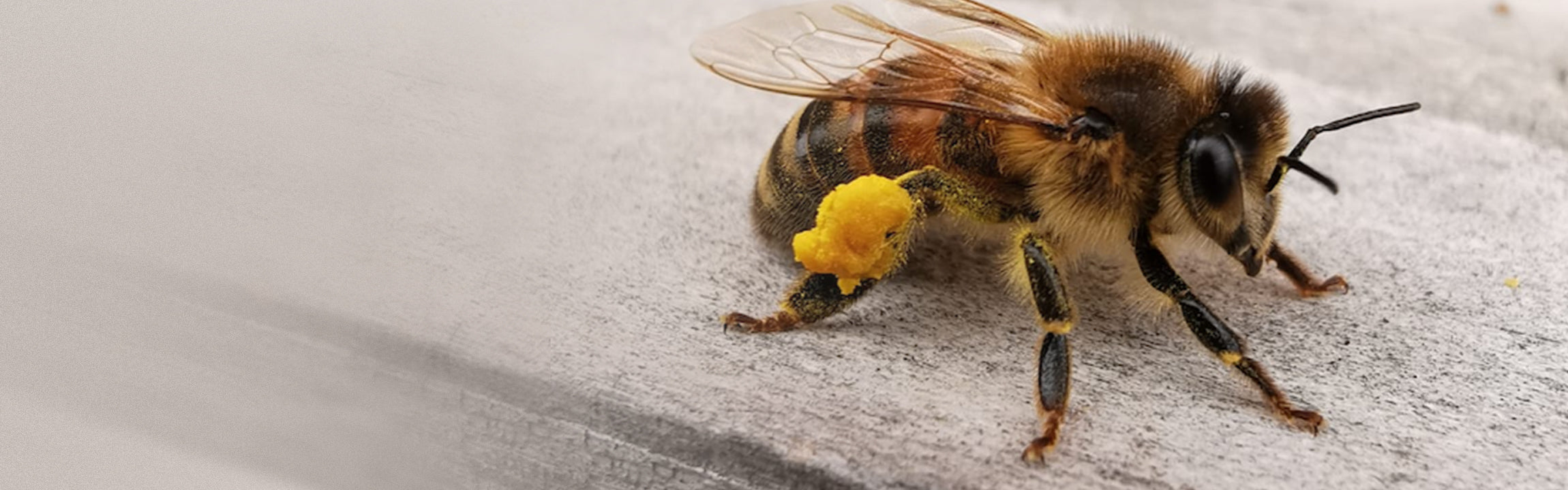 Bee pollen, bee bread and propolis products for energy, immunity – Bee Bite